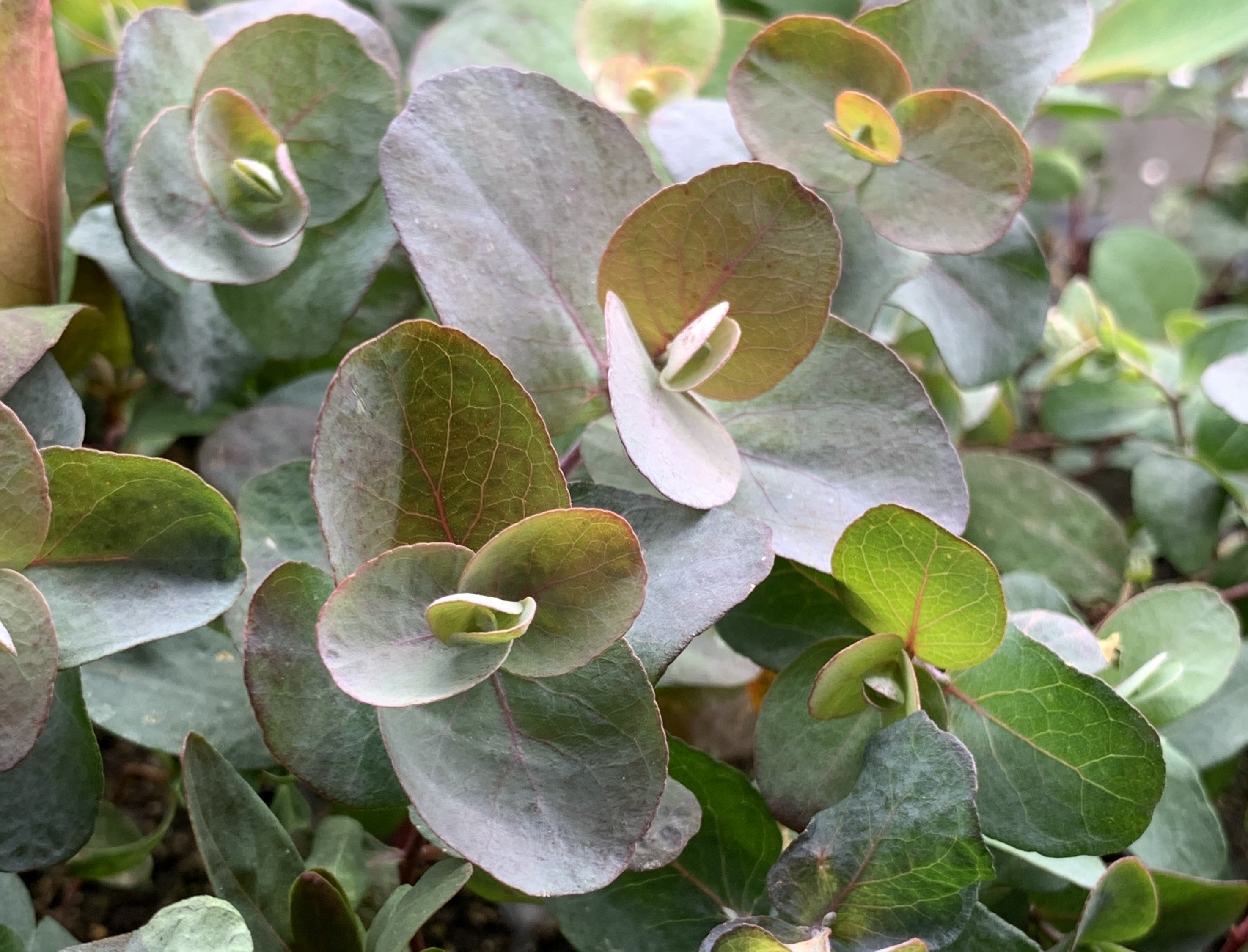 Collections – Flora Norton LLC