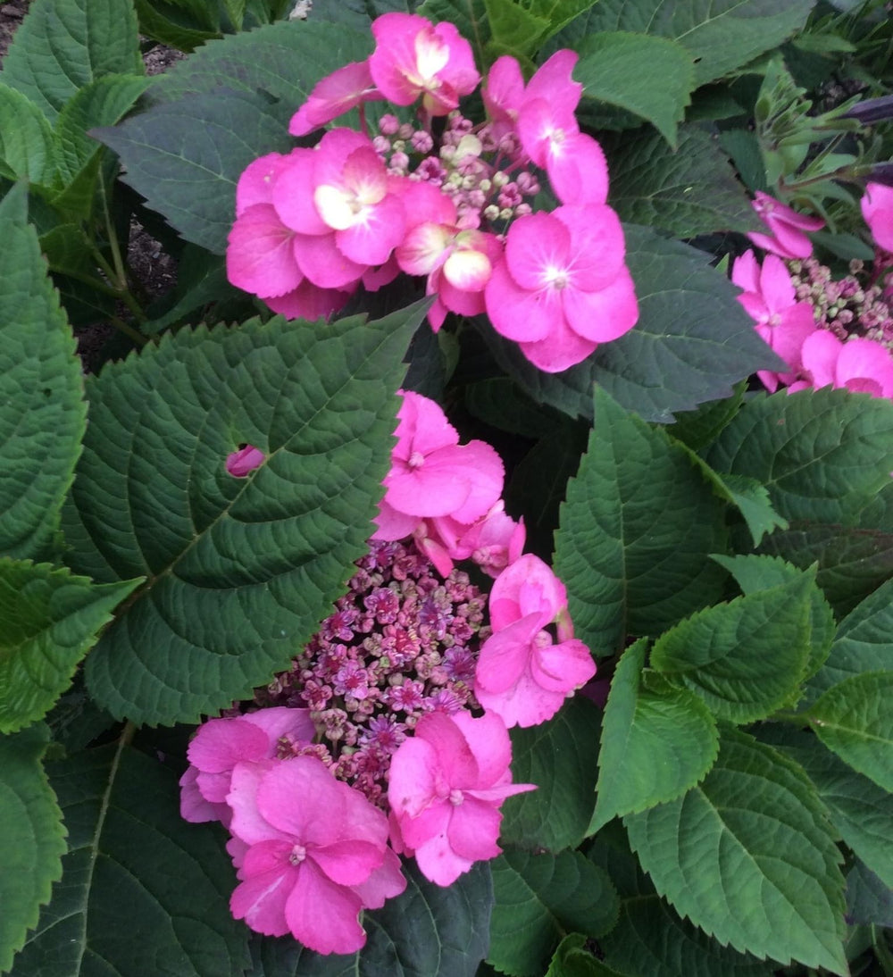 Collections – Flora Norton LLC