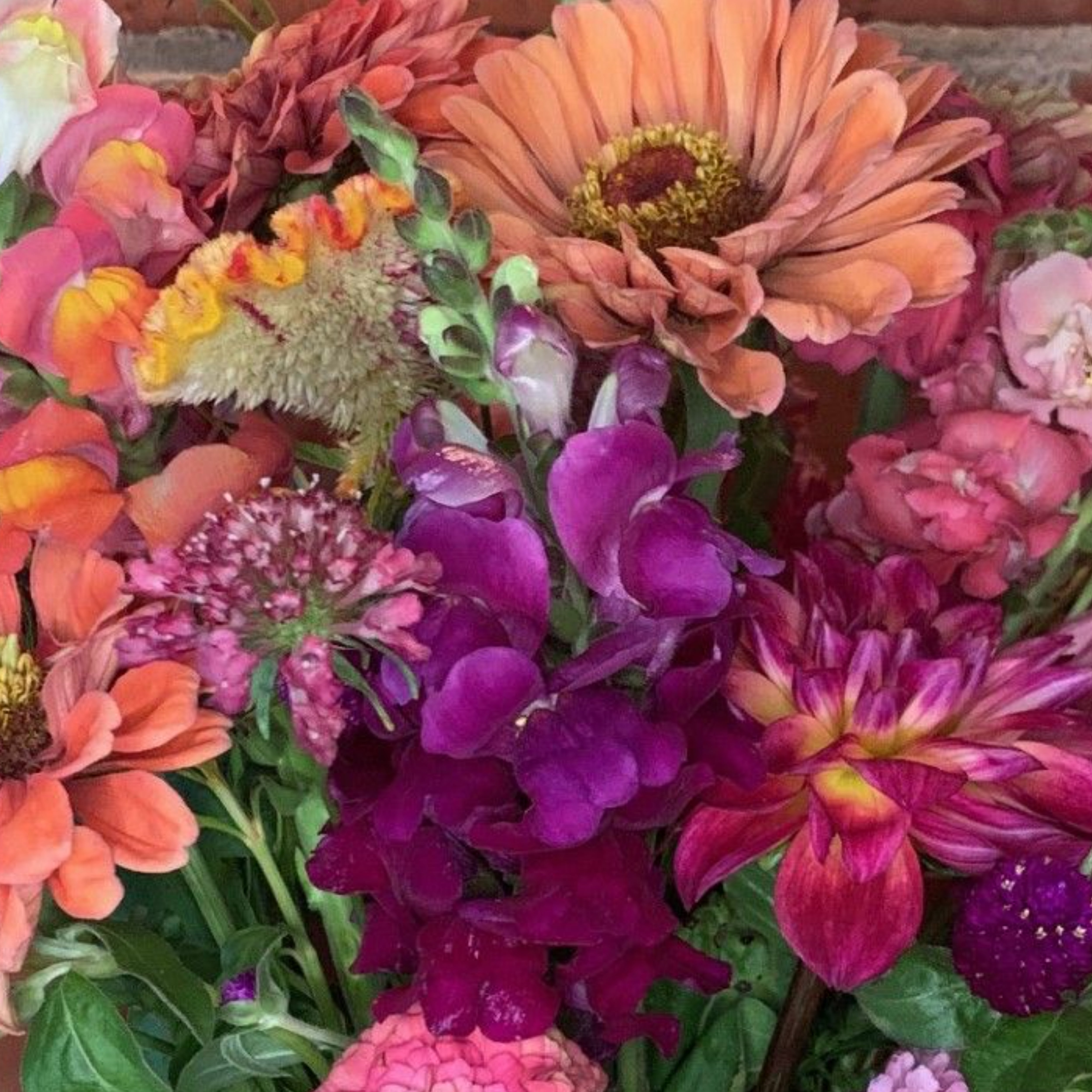 SNAPDRAGON CALIMA CANNES COSTA LEGEND DOUBLE MADAME BYTTERFLY OPUS ...