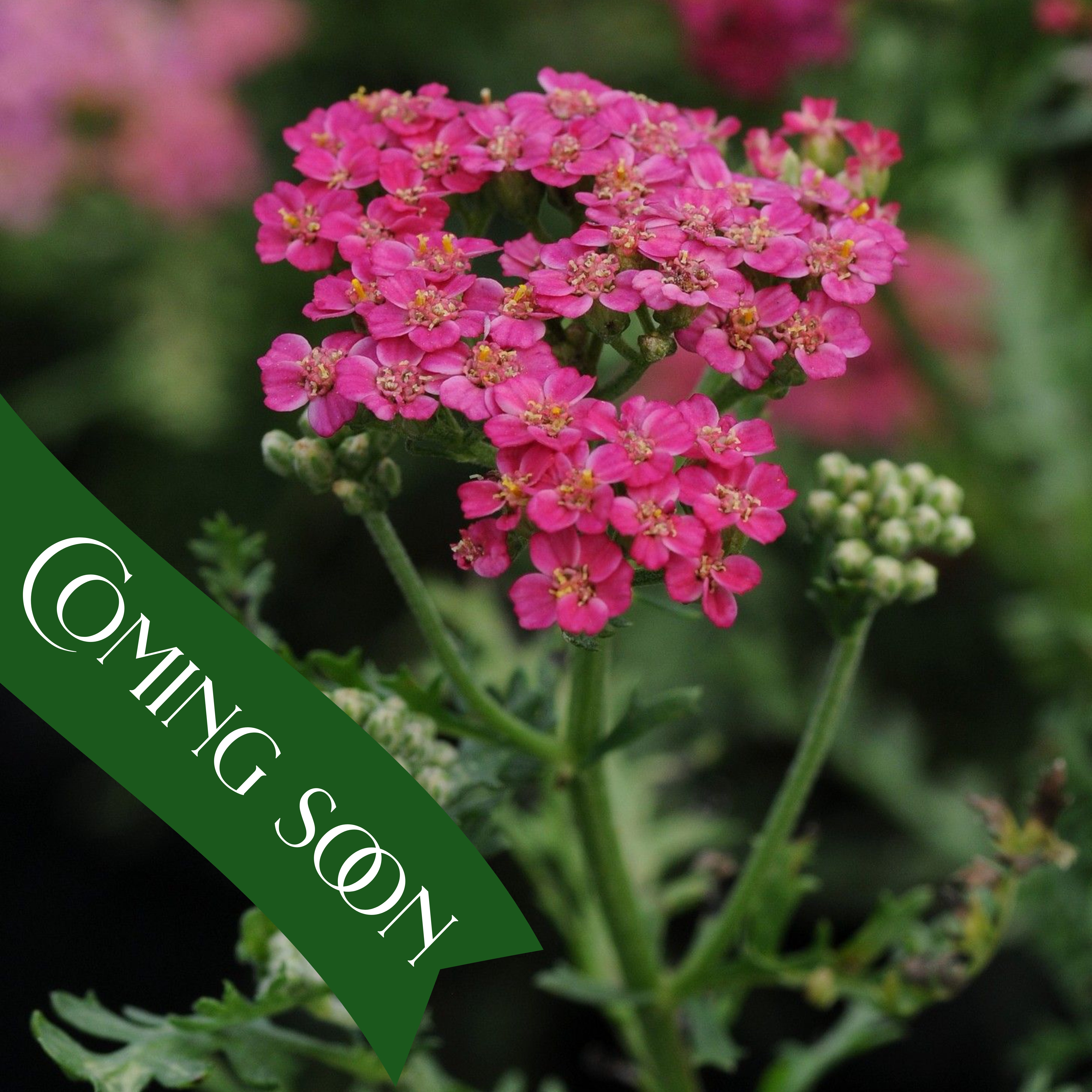 YARROW NEW VINTAGE™ ROSE – Flora Norton LLC
