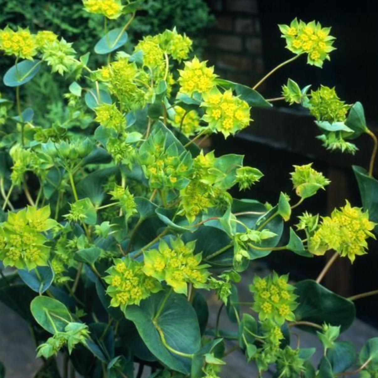BUPLEURUM GREEN GOLD – Flora Norton LLC
