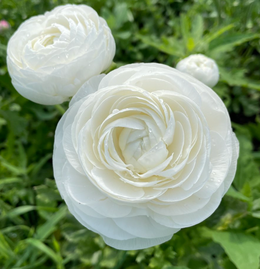 RANUNCULUS – Flora Norton LLC