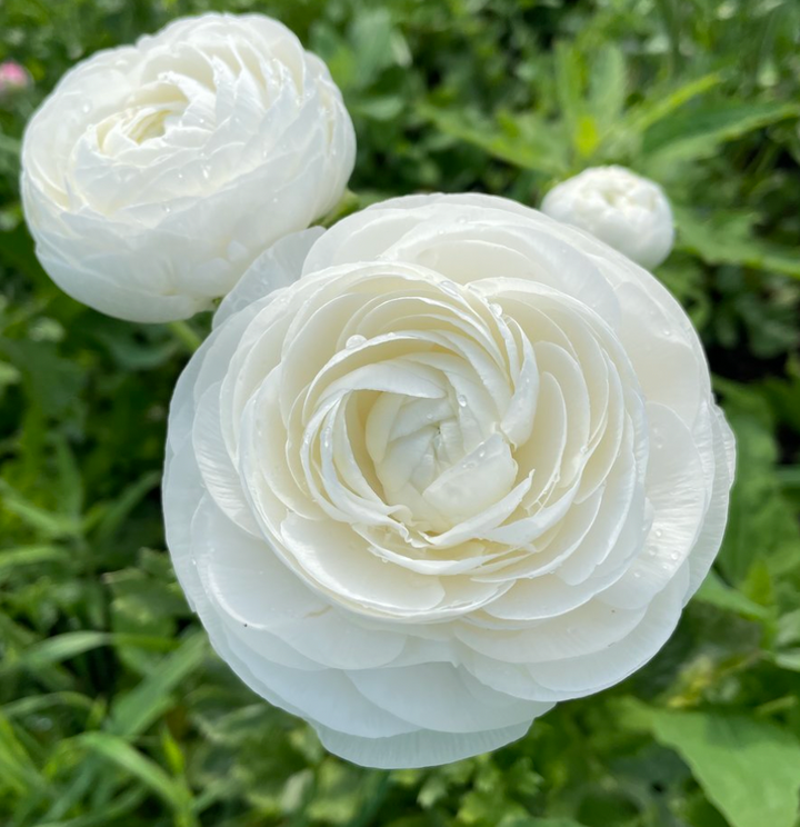 Plants, Plugs, Bulbs and Woodies for the specialty cut flower grower ...