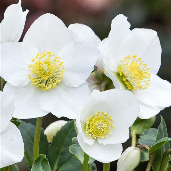 Plants, Plugs, Bulbs and Woodies for the specialty cut flower grower ...