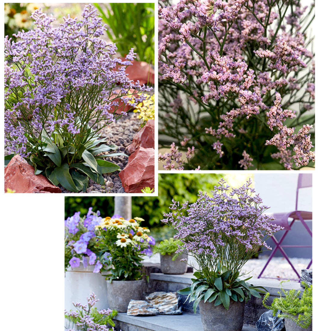 LIMONIUM DAZZLE ROCKS – Flora Norton LLC