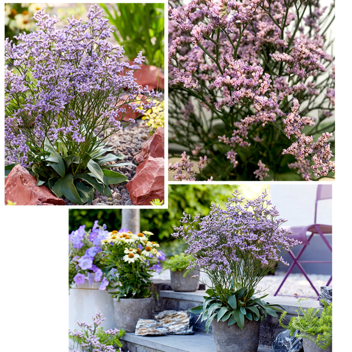 LIMONIUM DAZZLE ROCKS – Flora Norton LLC