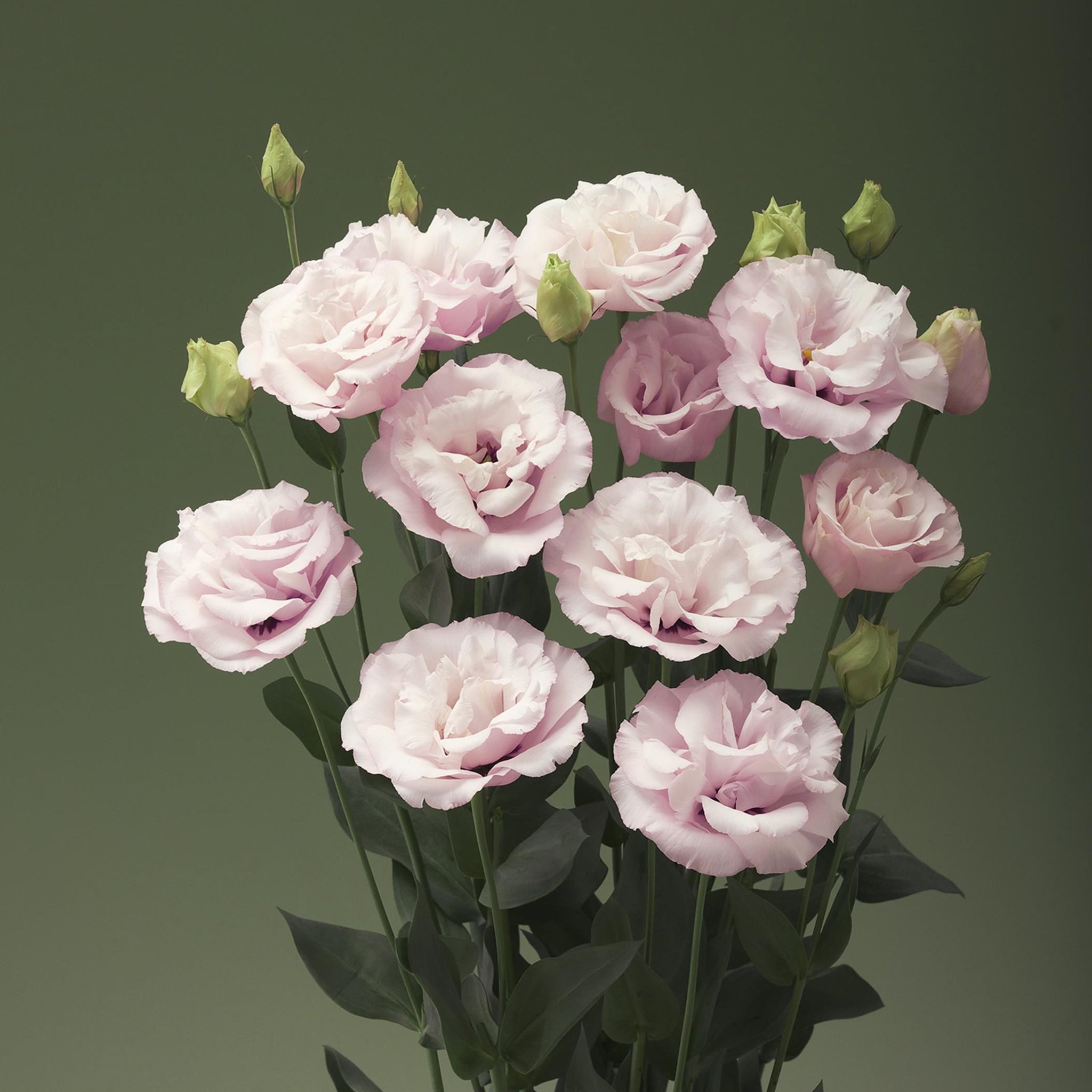 LISIANTHUS CORELLI SERIES – Flora Norton LLC