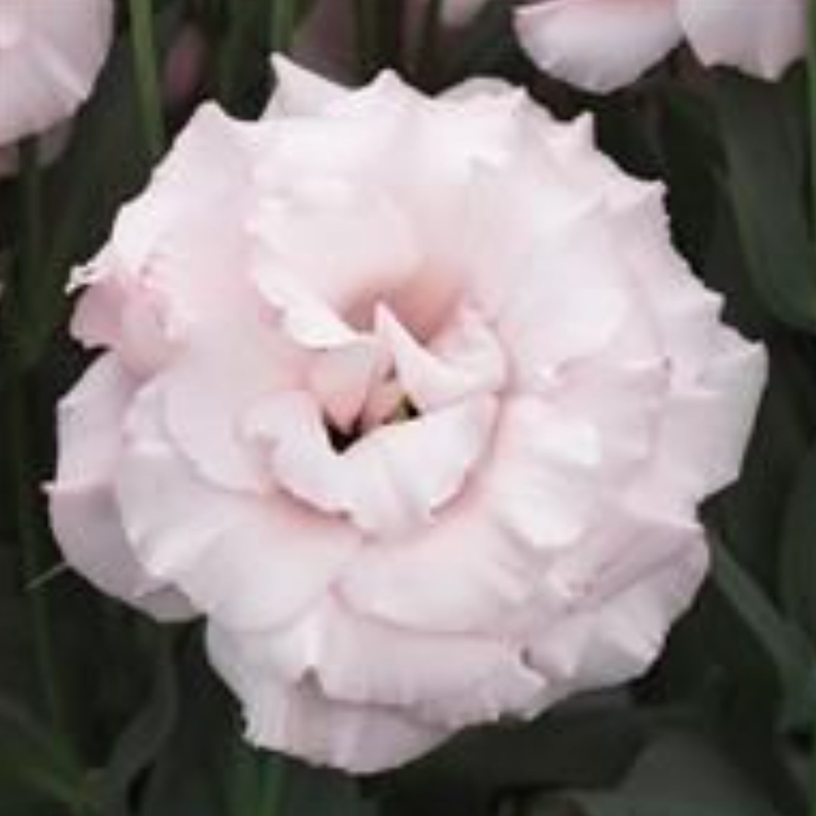 LISIANTHUS CORELLI SERIES – Flora Norton LLC