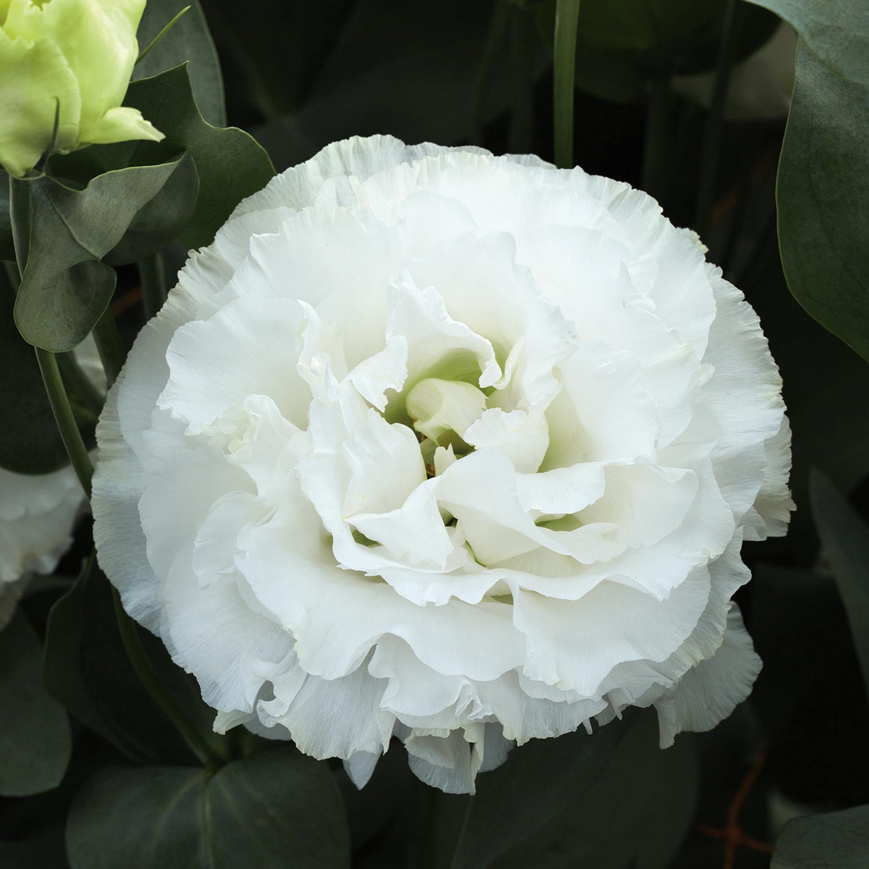 LISIANTHUS CORELLI SERIES – Flora Norton LLC