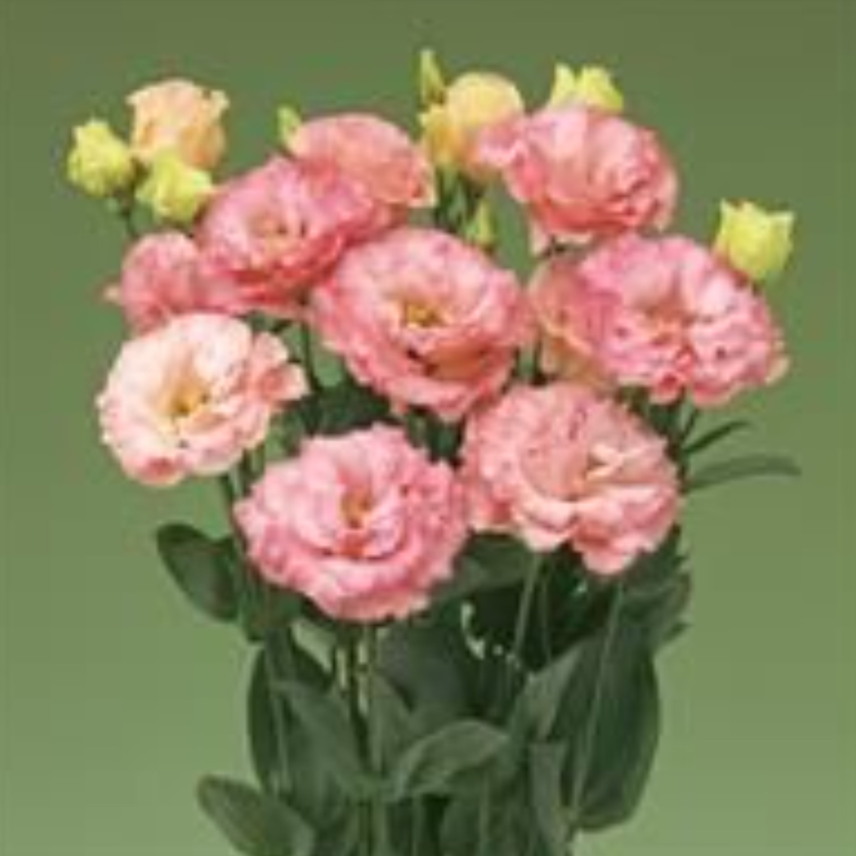 LISIANTHUS CORELLI SERIES – Flora Norton LLC