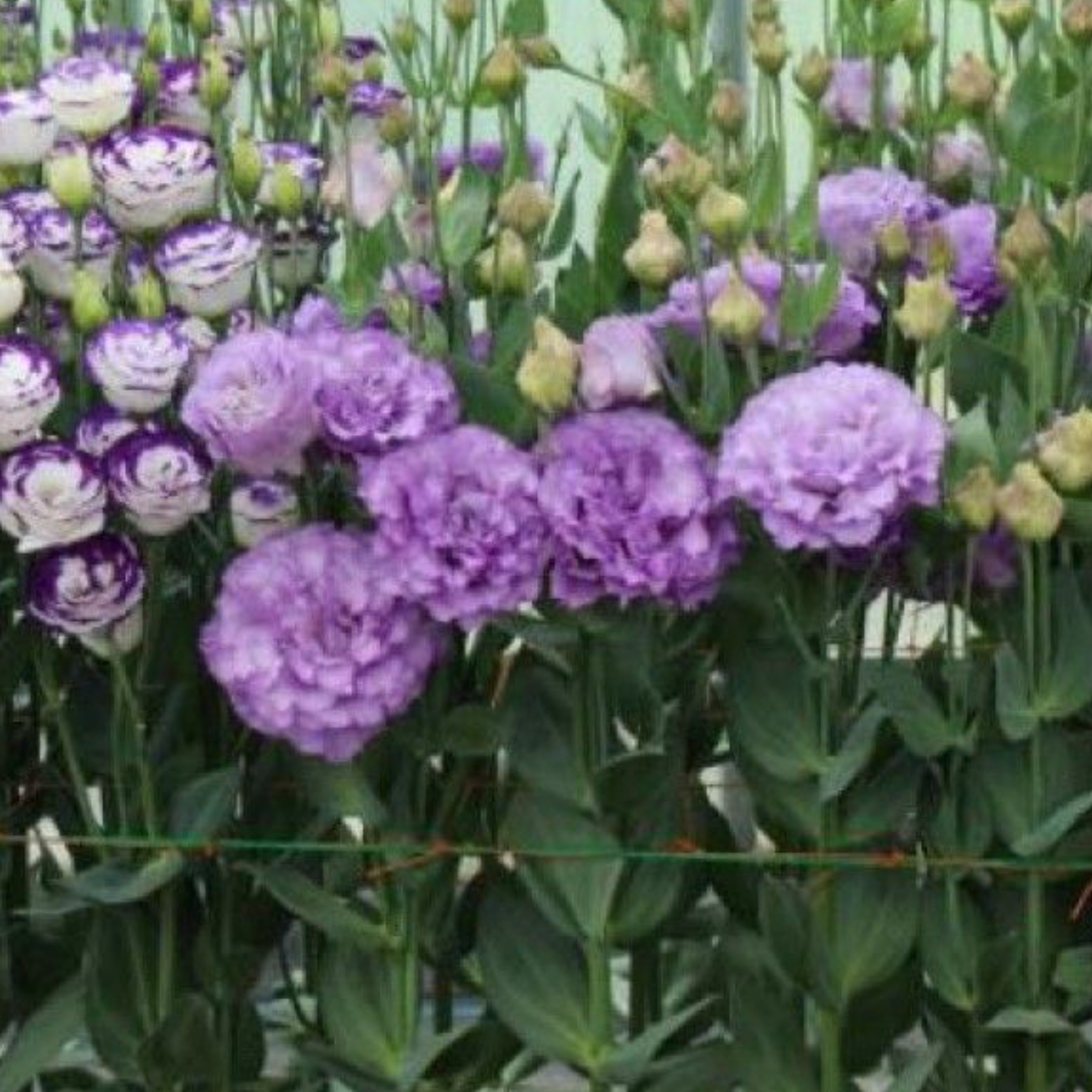 LISIANTHUS CORELLI SERIES – Flora Norton LLC