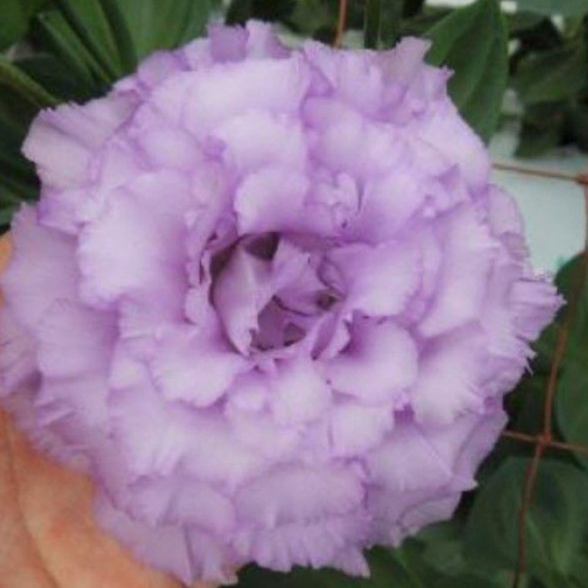 LISIANTHUS CORELLI SERIES – Flora Norton LLC