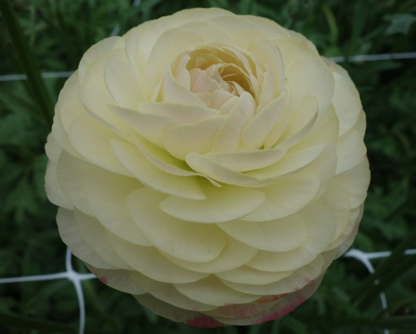 Plants, Plugs, Bulbs and Woodies for the specialty cut flower grower ...